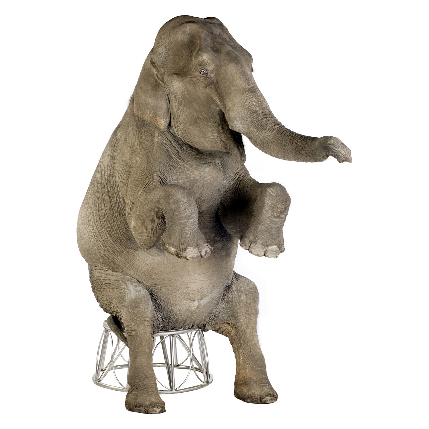 Asian Elephant Stand Up Photo Prop - Discount Party Supplies