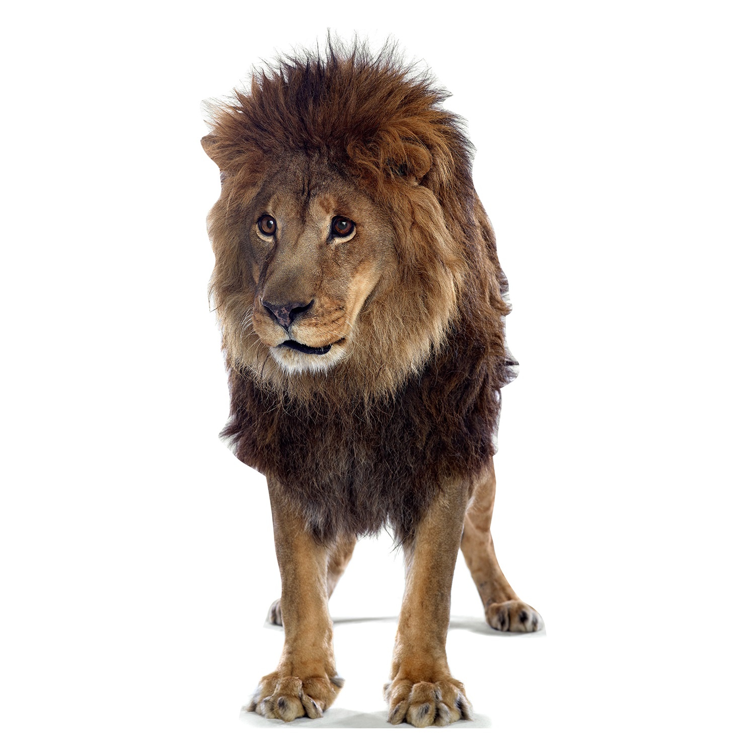Lion Stand Up Photo Prop - Discount Party Supplies