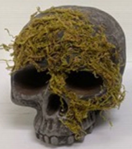 Jawless Moss Covered Skull Halloween Prop - Discount Party Supplies